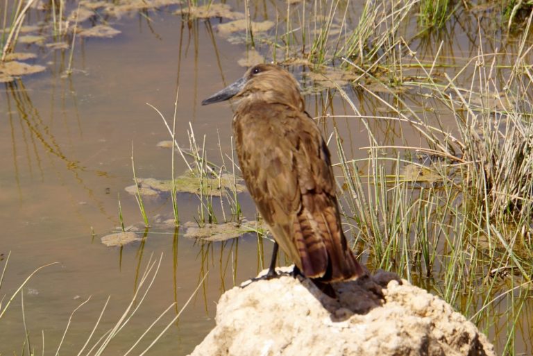 The Acrux Expedition » Luxury camping in Kenya